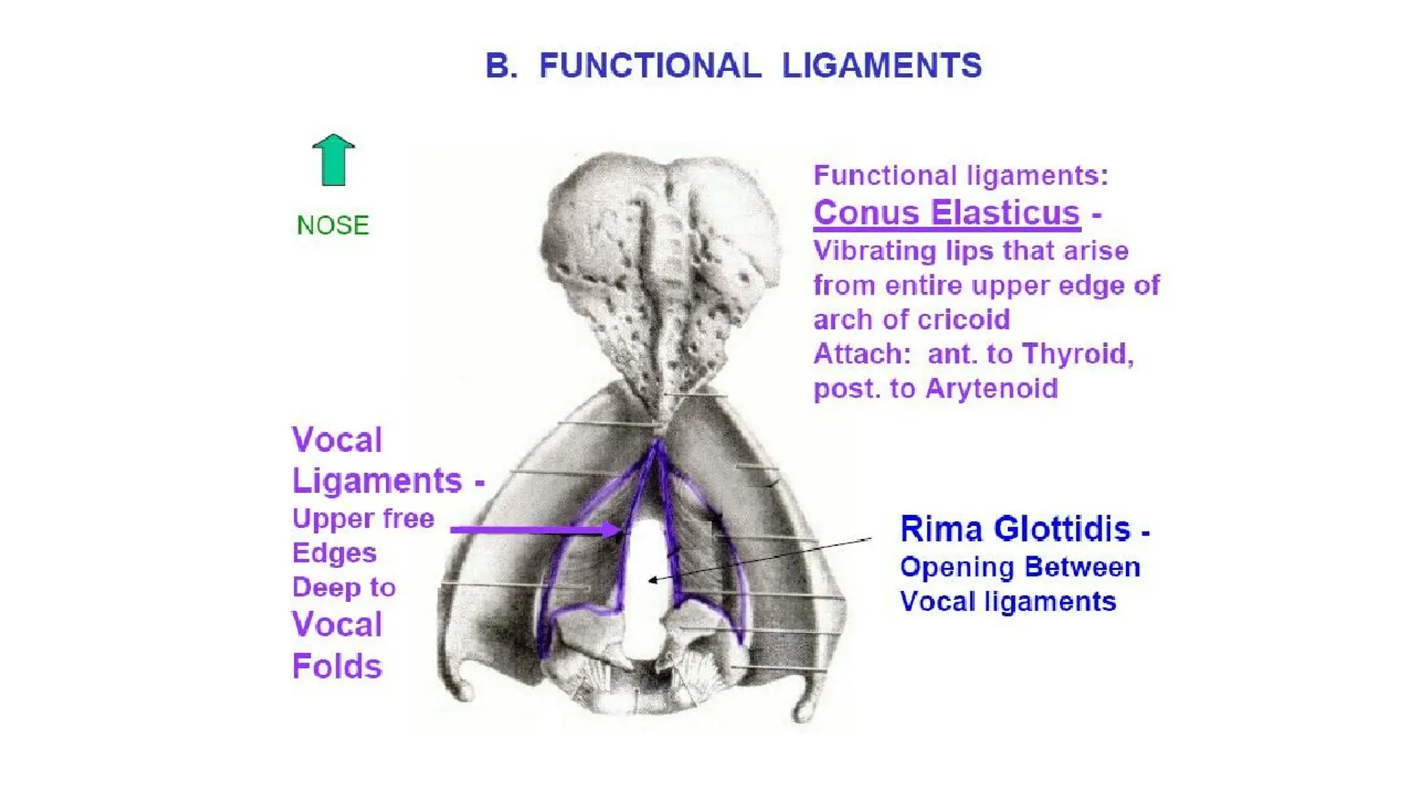 HEMISECTION OF HEAD AND NECK WITH CLINICAL ANATOMY.pptx