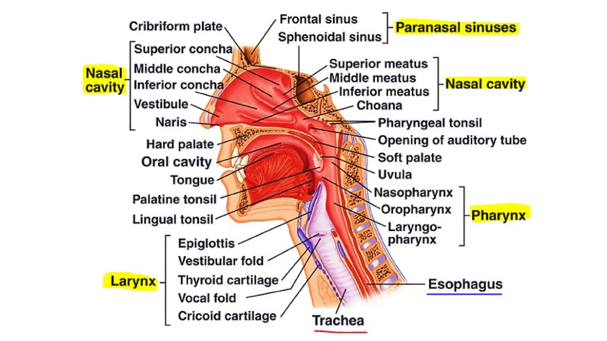 HEMISECTION OF HEAD AND NECK WITH CLINICAL ANATOMY.pptx