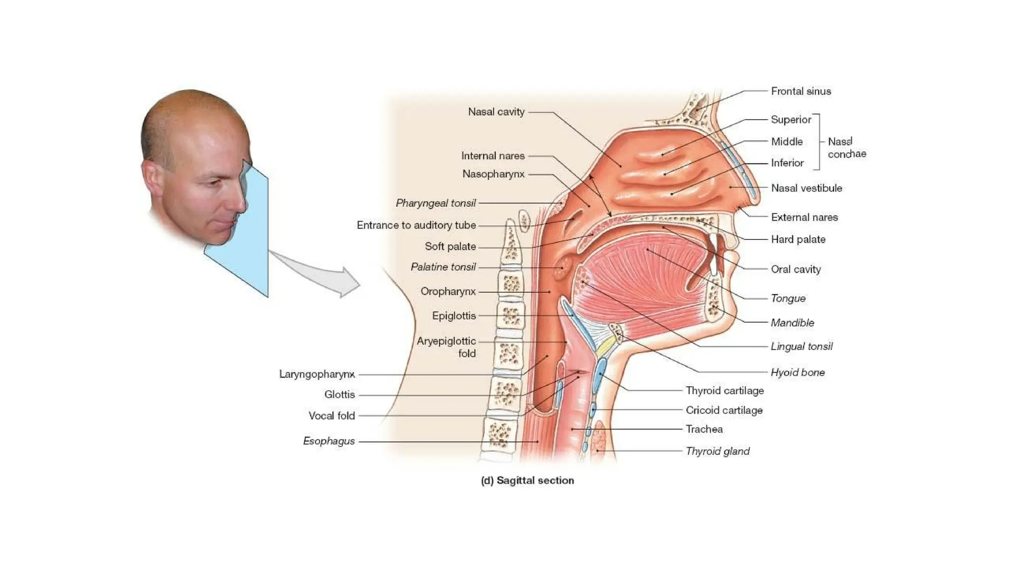 HEMISECTION OF HEAD AND NECK WITH CLINICAL ANATOMY.pptx