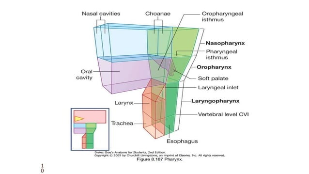 HEMISECTION OF HEAD AND NECK WITH CLINICAL ANATOMY.pptx | Thyroid ...