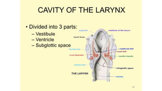 HEMISECTION OF HEAD AND NECK WITH CLINICAL ANATOMY.pptx