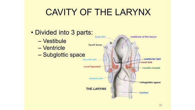HEMISECTION OF HEAD AND NECK WITH CLINICAL ANATOMY.pptx | Thyroid ...