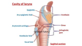 HEMISECTION OF HEAD AND NECK WITH CLINICAL ANATOMY.pptx
