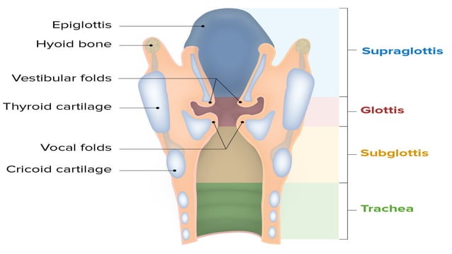 HEMISECTION OF HEAD AND NECK WITH CLINICAL ANATOMY.pptx | Thyroid ...