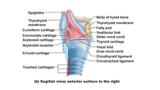 HEMISECTION OF HEAD AND NECK WITH CLINICAL ANATOMY.pptx