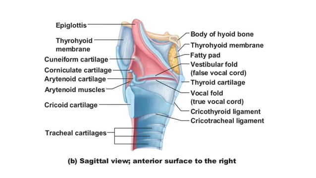 HEMISECTION OF HEAD AND NECK WITH CLINICAL ANATOMY.pptx | Thyroid ...