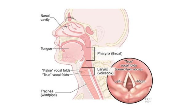 HEMISECTION OF HEAD AND NECK WITH CLINICAL ANATOMY.pptx | Thyroid Disorders | Endocrine and ...