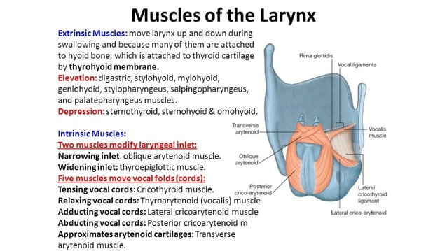 HEMISECTION OF HEAD AND NECK WITH CLINICAL ANATOMY.pptx | Thyroid ...