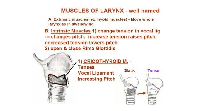 HEMISECTION OF HEAD AND NECK WITH CLINICAL ANATOMY.pptx | Thyroid ...