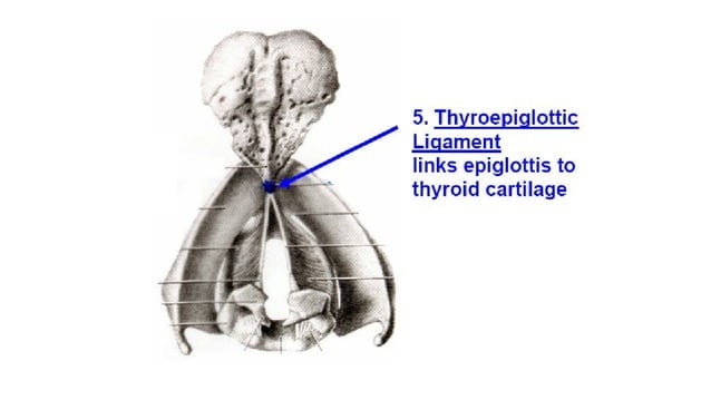 HEMISECTION OF HEAD AND NECK WITH CLINICAL ANATOMY.pptx | Thyroid ...