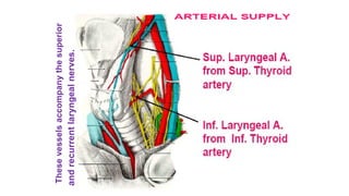 HEMISECTION OF HEAD AND NECK WITH CLINICAL ANATOMY.pptx