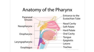 HEMISECTION OF HEAD AND NECK WITH CLINICAL ANATOMY.pptx