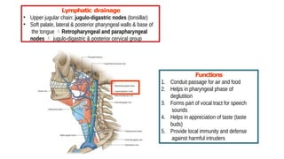 HEMISECTION OF HEAD AND NECK WITH CLINICAL ANATOMY.pptx