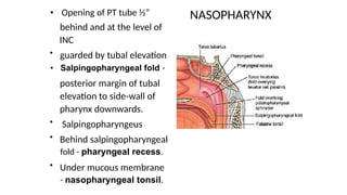HEMISECTION OF HEAD AND NECK WITH CLINICAL ANATOMY.pptx
