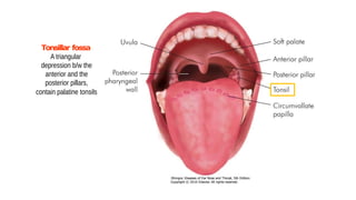 HEMISECTION OF HEAD AND NECK WITH CLINICAL ANATOMY.pptx