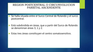 Hemisferios y-lobulos-del-cerebreo | PPTX