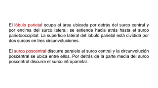 Anatomía Hemisferios cerebrales | PPTX