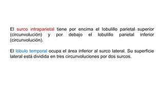 Anatomía Hemisferios cerebrales | PPTX