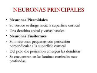 Anatomia cerebral | PPT