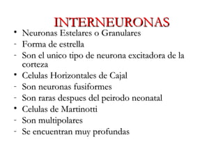 Anatomia cerebral | PPT