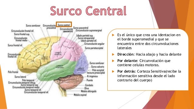 Hemisferios cerebrales y surcos