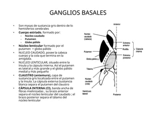 HEMISFERIOS CEREBRALES Y TELENCEFALO.ppt