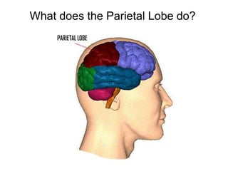 Hemispatial neglect2007 | PPTX