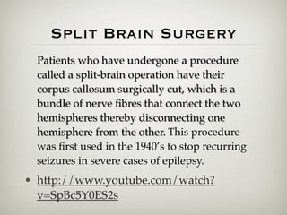 Hemispheric Specialisation | KEY