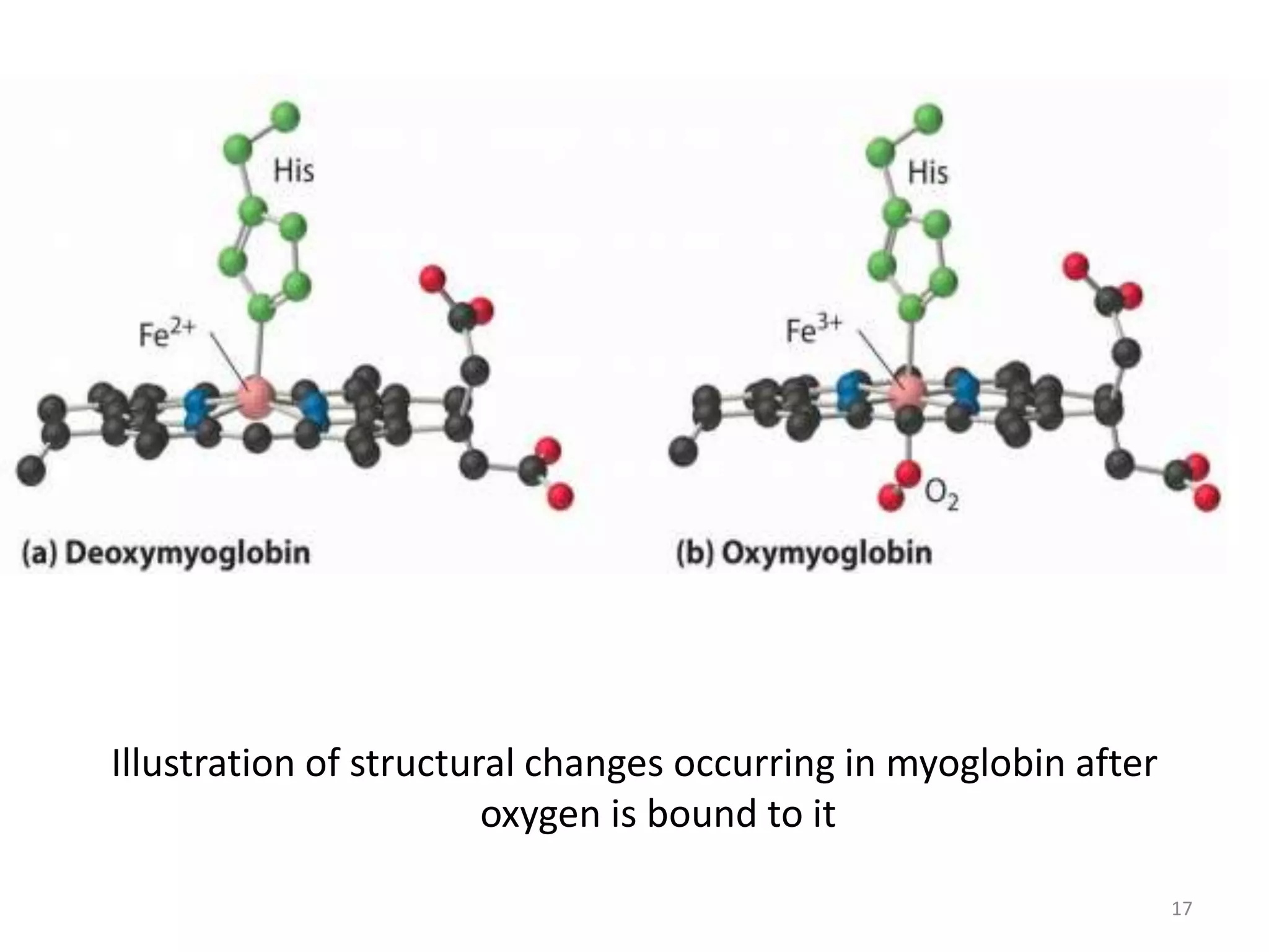 Hemoglobin and myoglobin | PPTX