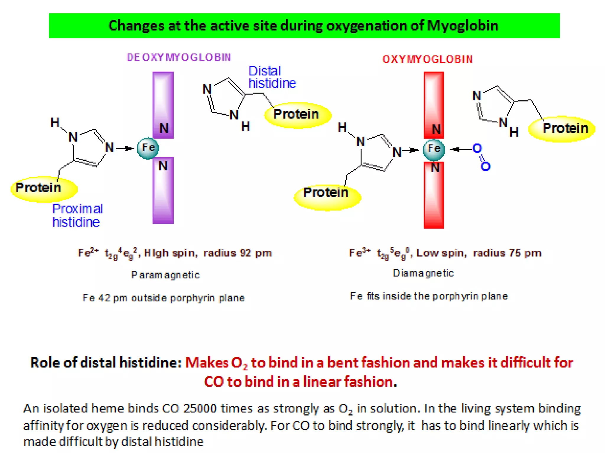 Hemoglobin and myoglobin | PPTX