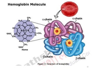 Hemoglobin and myoglobin | PPTX