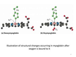 Hemoglobin and myoglobin | PPTX