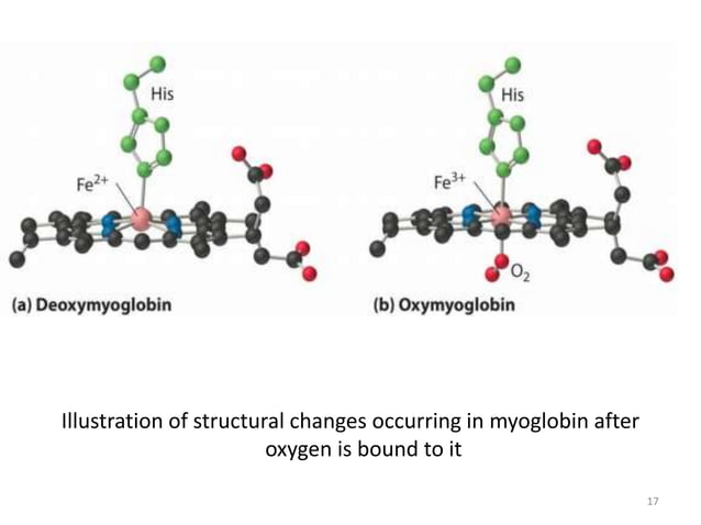 Hemoglobin and myoglobin | PPTX