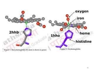 Hemoglobin and myoglobin | PPTX