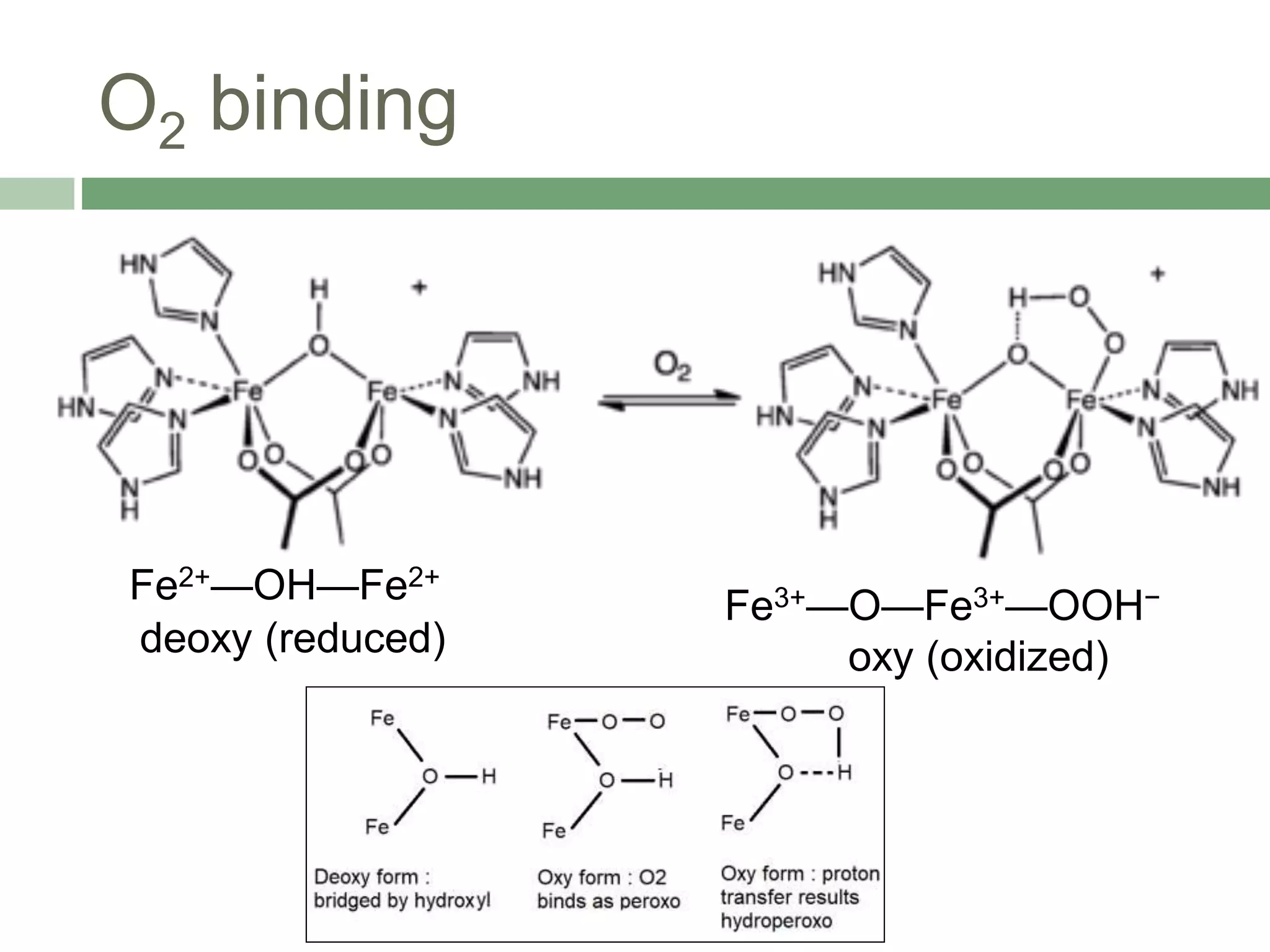 Hemocyanin and Hemerythrin | PPTX