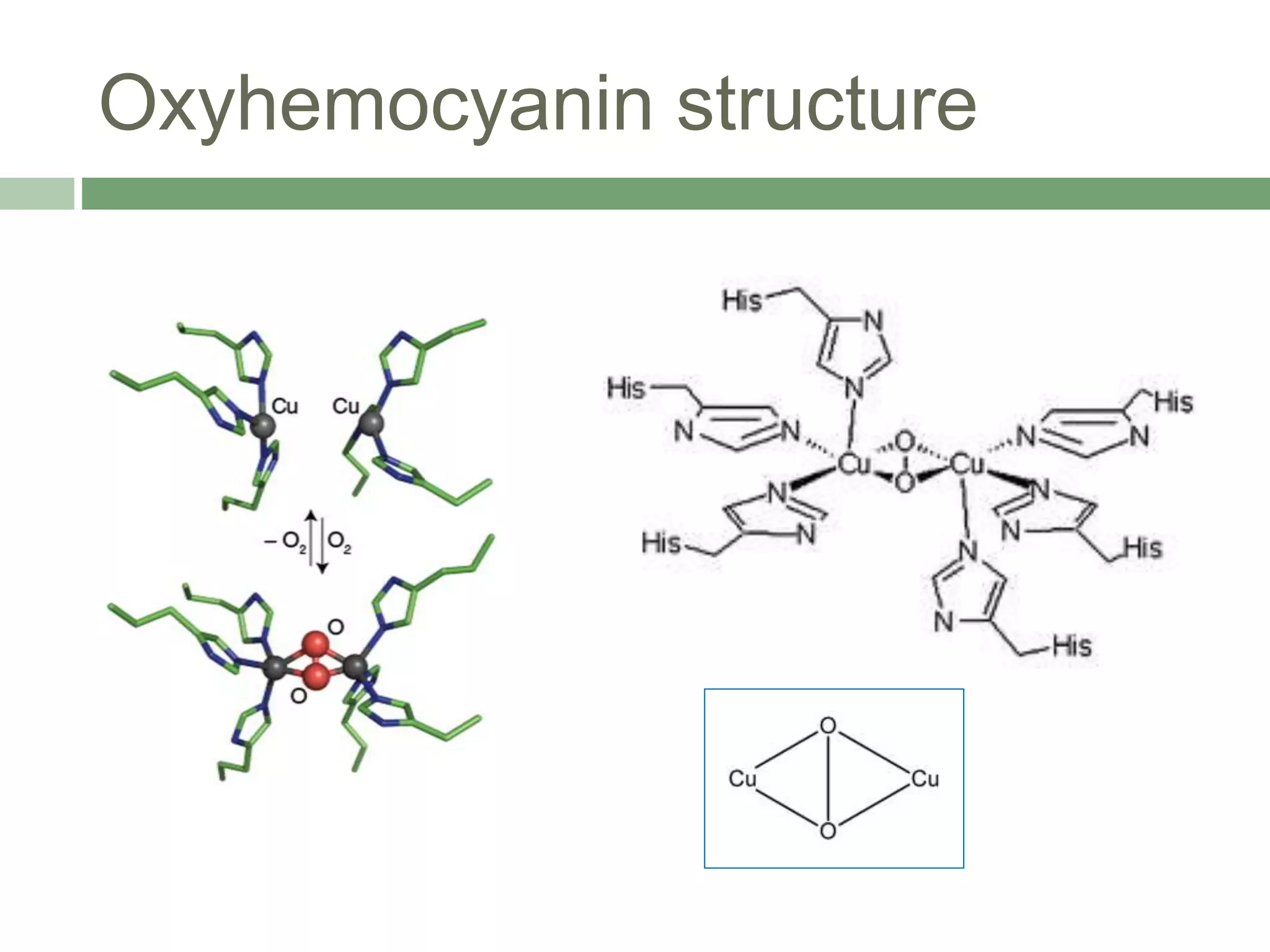 Hemocyanin and Hemerythrin | PPTX