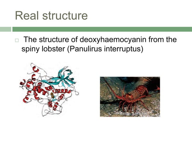 Hemocyanin and Hemerythrin | PPTX | Blood Disorders | Diseases and ...