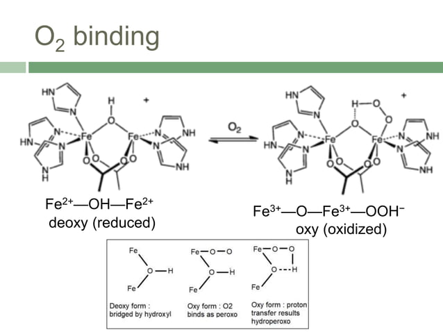 Hemocyanin and Hemerythrin | PPTX | Blood Disorders | Diseases and ...