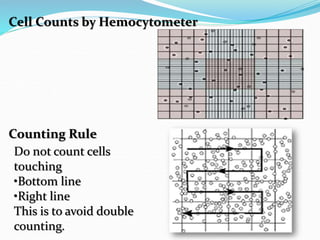 It is a technique used tienumerate the total cell count in the blood or ...
