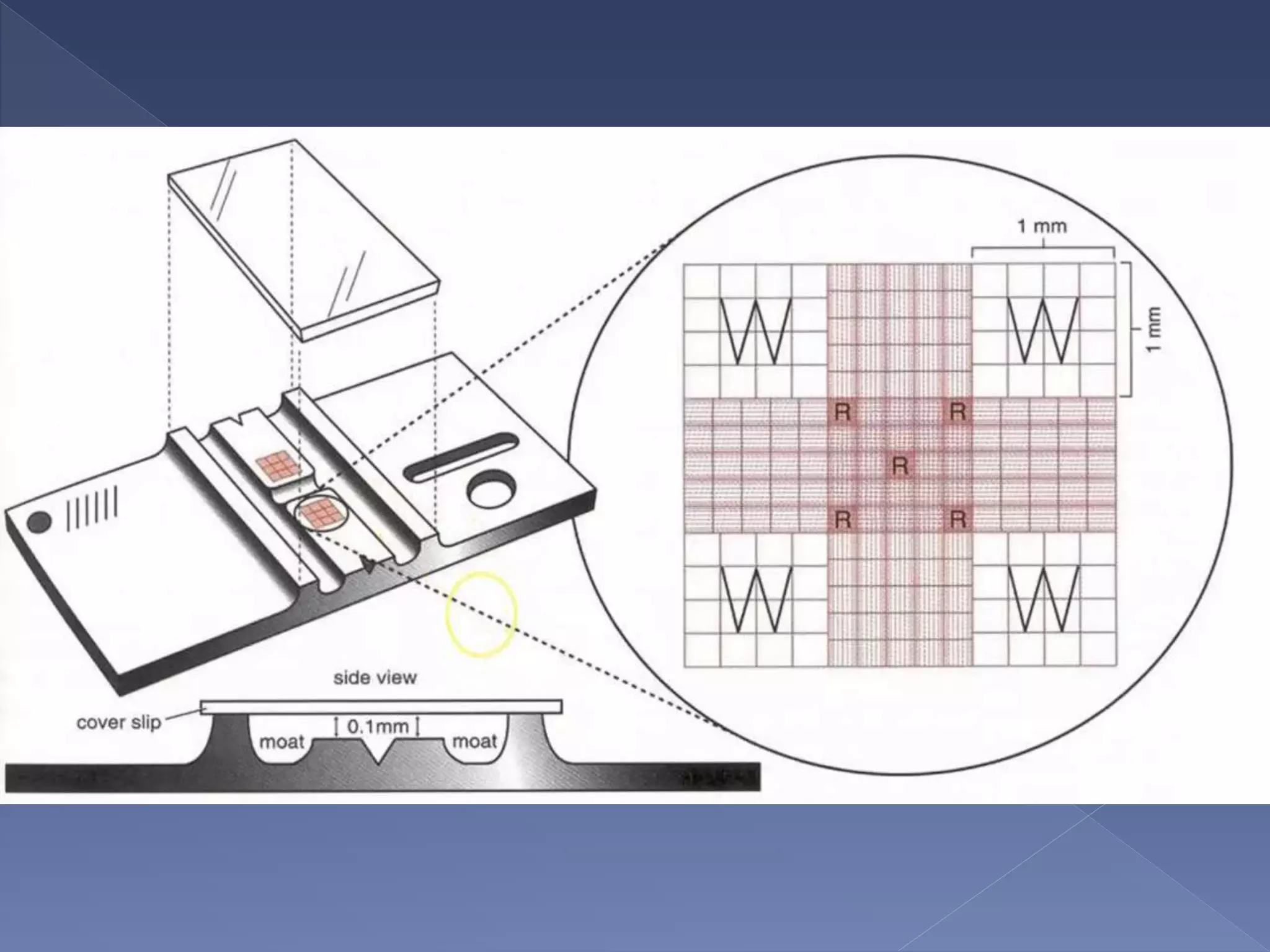 Hemocytometer | PPTX