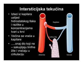 Hemodinamika | PDF