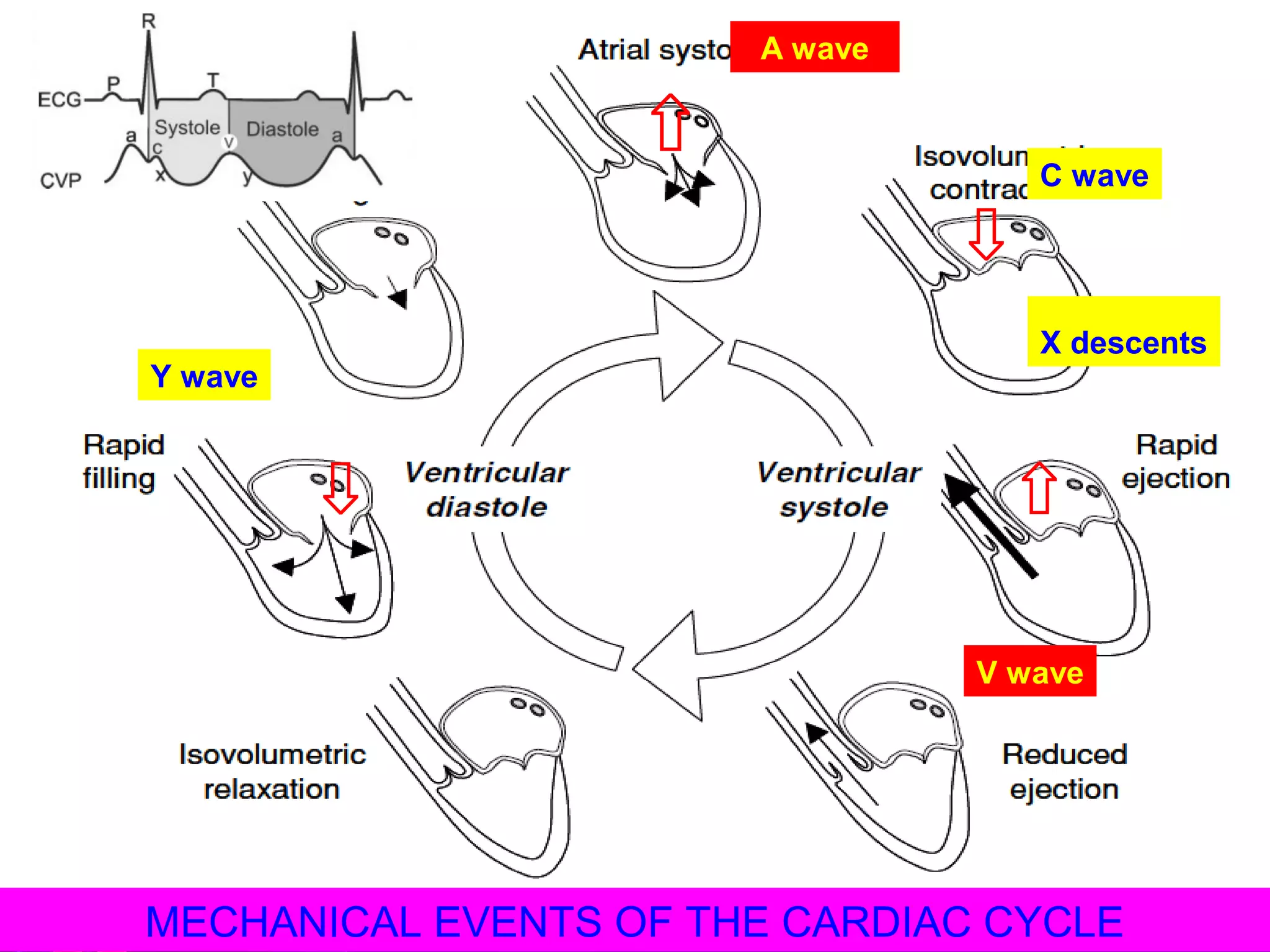 Hemodynamic | PPT