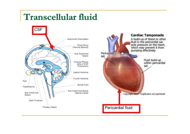 Hemodynamic disorder