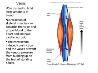 hemodynamic and circulatory hemostasis lectures (2).ppt ...