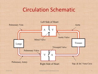 Hemodynamics, Circulation Schematic | PPT