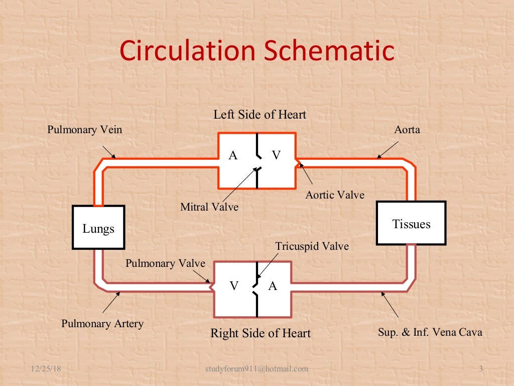 Hemodynamics, Circulation Schematic