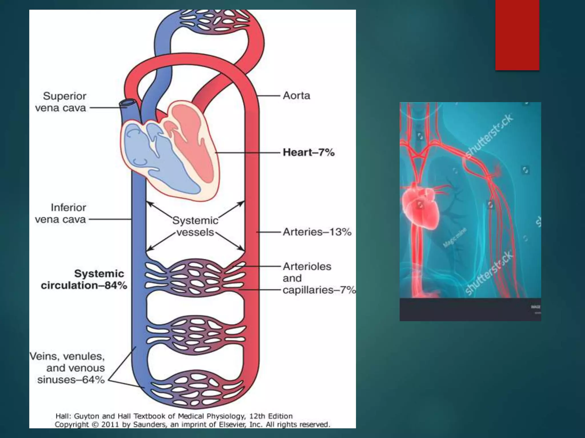 Hemodynamics over view of circulation | PPT