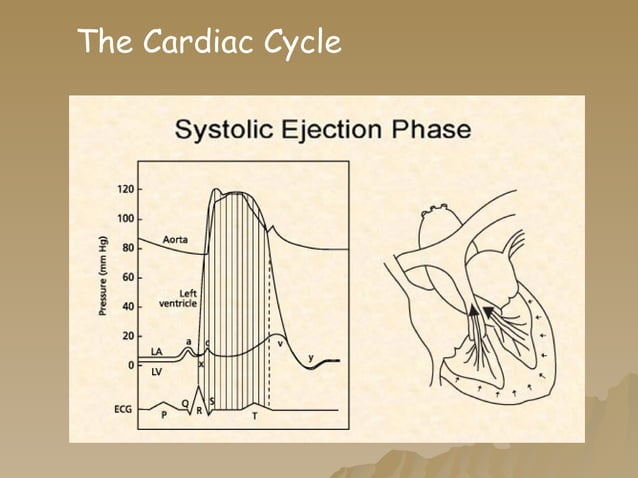 Hemodynamics Basic Concepts | PPT | First Aid | Injuries