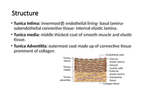 Hemodynamics in CVS of physiology- c.pptx