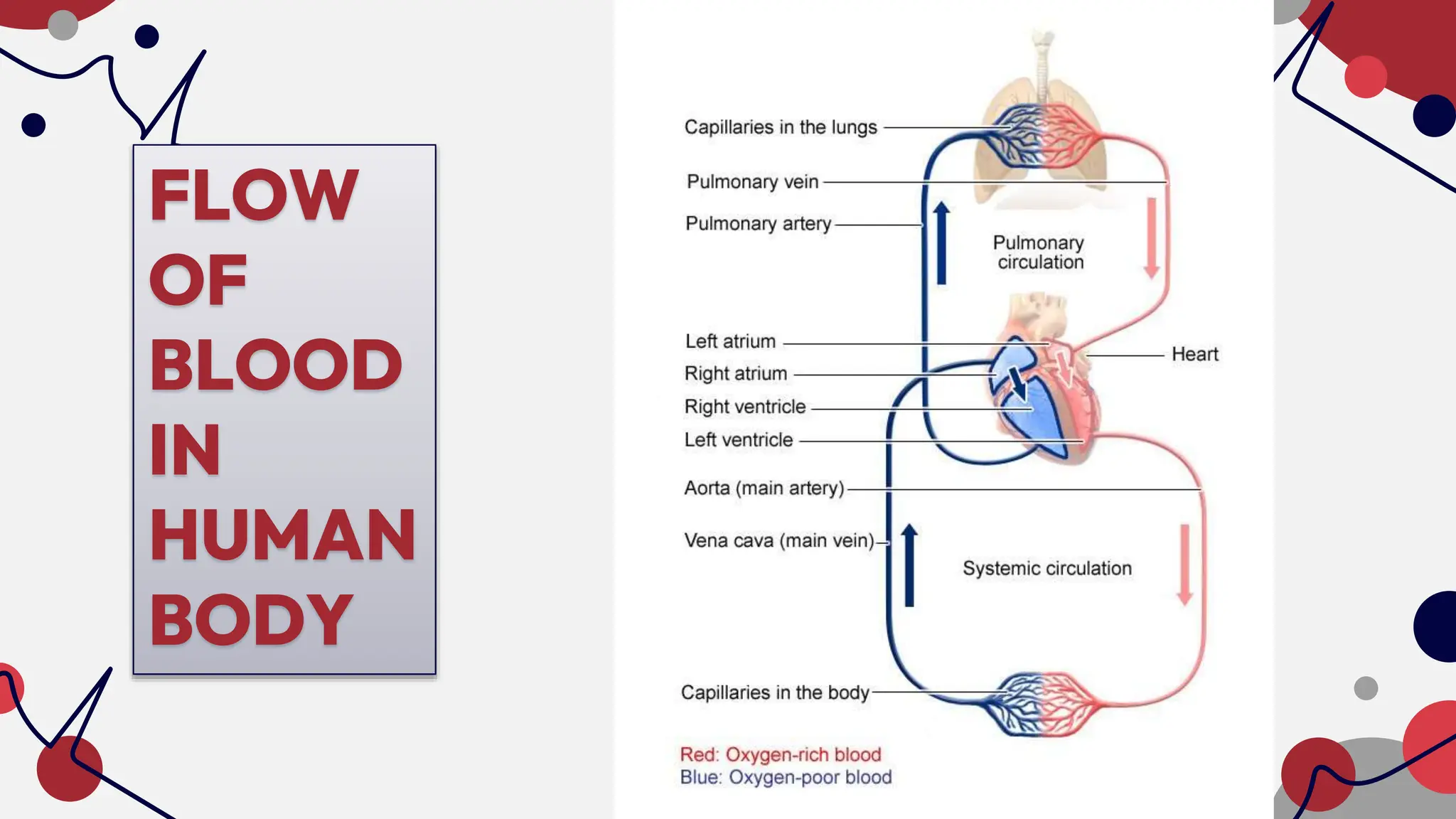 hemodynamics and electrophysiology of heart.pptx
